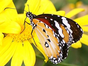 Fear Of Butterflies(lepidopterophobia): Causes, Symptoms, Overcoming ...