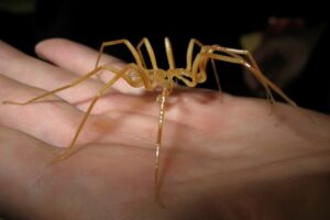 Fear Of Insects: Definition, Causes, Types, Overcoming - PsychoTreat