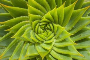 Fear Of Plants (Botanophobia): Causes, Symptoms, Treatment - PsychoTreat