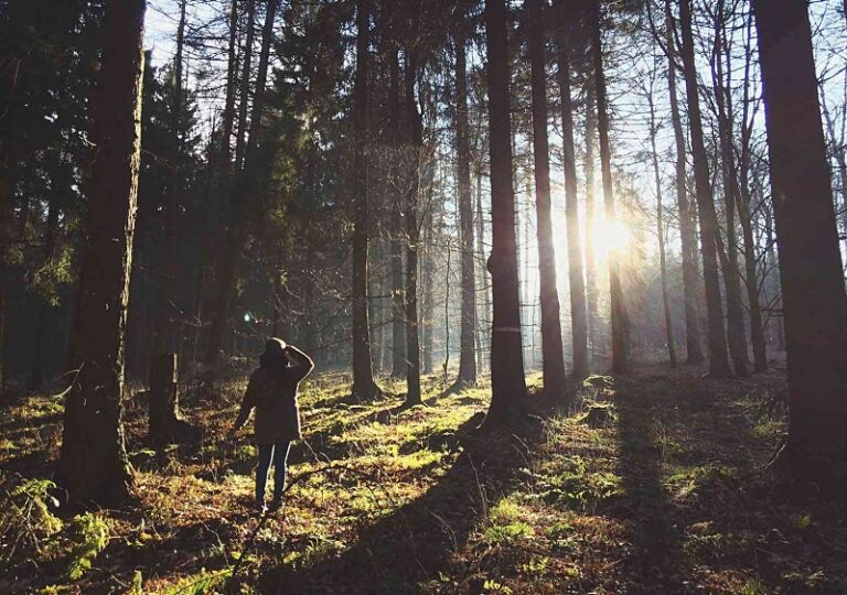 Fear of Wooded Areas: Definition, Types, Treatments - Psychotreat